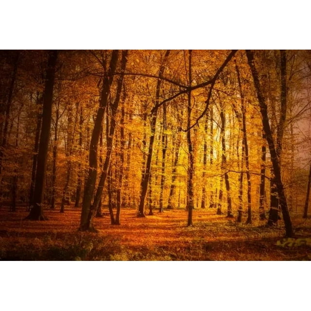 Laeacco Autumn Fallen Leaves Trees Sunshine Photography Backdrops ...