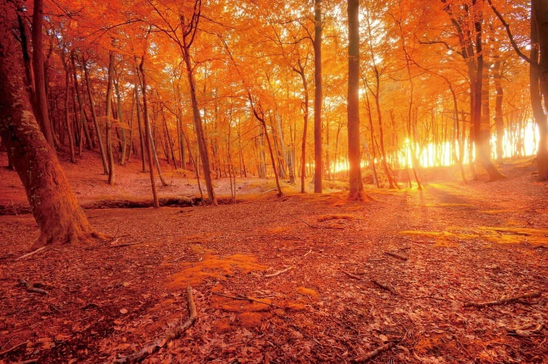 Laeacco Autumn Fallen Leaves Trees Sunshine Photography Backdrops ...