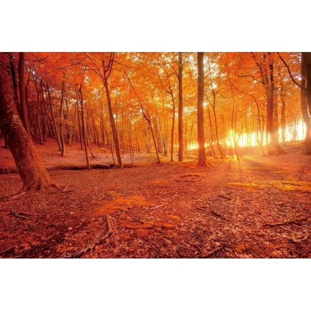Laeacco Autumn Fallen Leaves Trees Sunshine Photography Backdrops ...