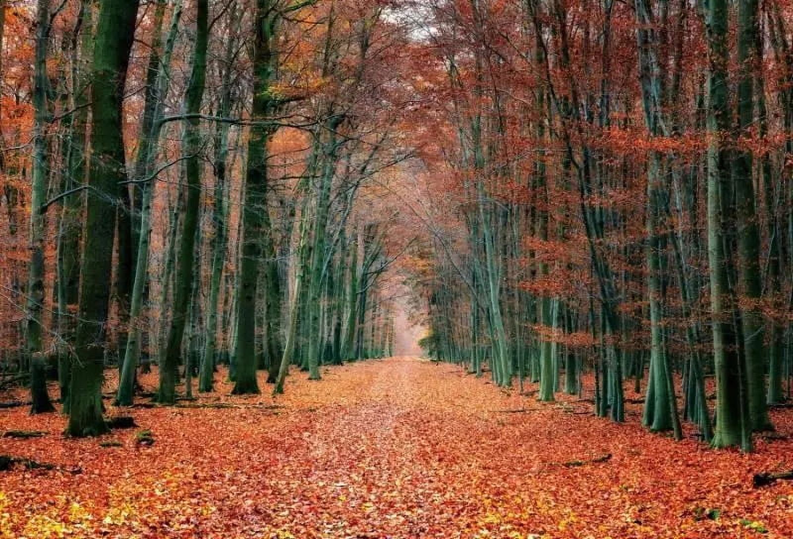 Laeacco Autumn Fallen Leaves Trees Sunshine Photography Backdrops ...