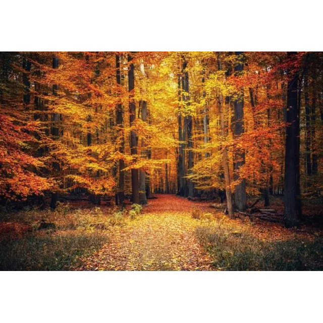 Laeacco Autumn Fallen Leaves Trees Sunshine Photography Backdrops ...