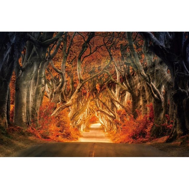 Laeacco Autumn Fallen Leaves Trees Sunshine Photography Backdrops ...