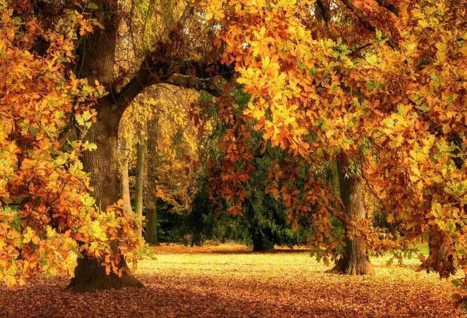Laeacco Autumn Fallen Leaves Trees Sunshine Photography Backdrops ...