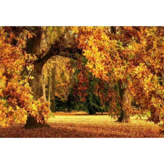 Laeacco Autumn Fallen Leaves Trees Sunshine Photography Backdrops ...
