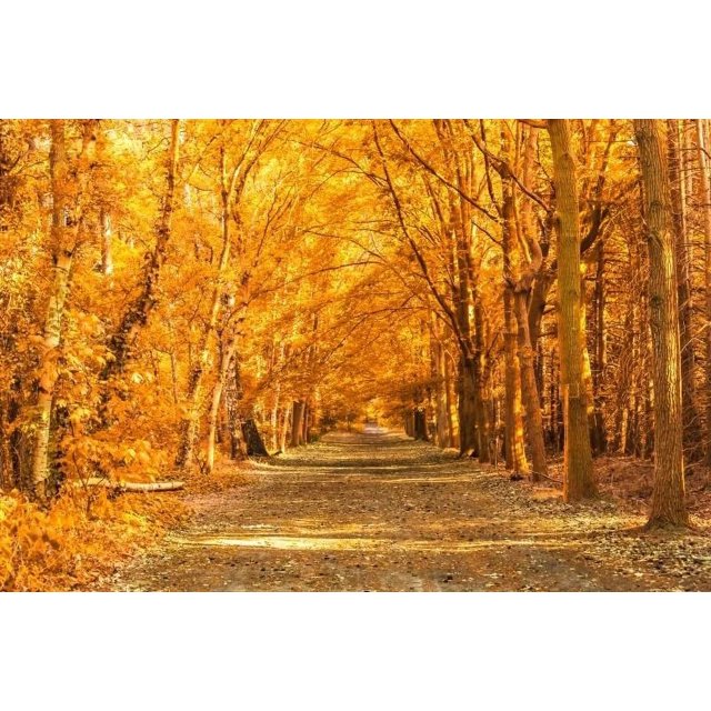 Laeacco Autumn Fallen Leaves Trees Sunshine Photography Backdrops ...