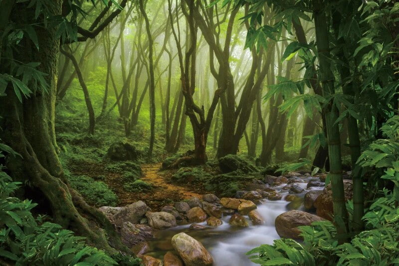 Laeacco Jungle Forest Photography Backdrop Outdoorsy Camping Theme ...