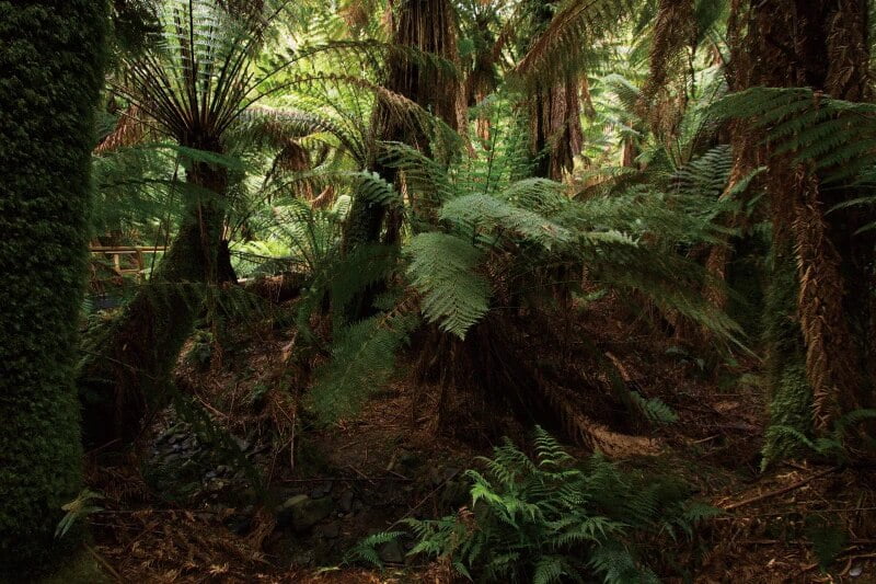 Laeacco Jungle Forest Photography Backdrop Outdoorsy Camping Theme ...