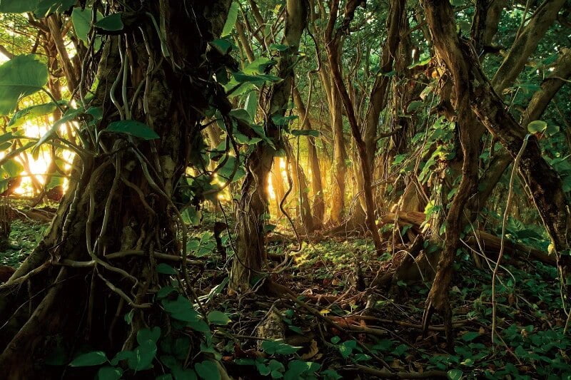 Laeacco Jungle Forest Photography Backdrop Outdoorsy Camping Theme ...