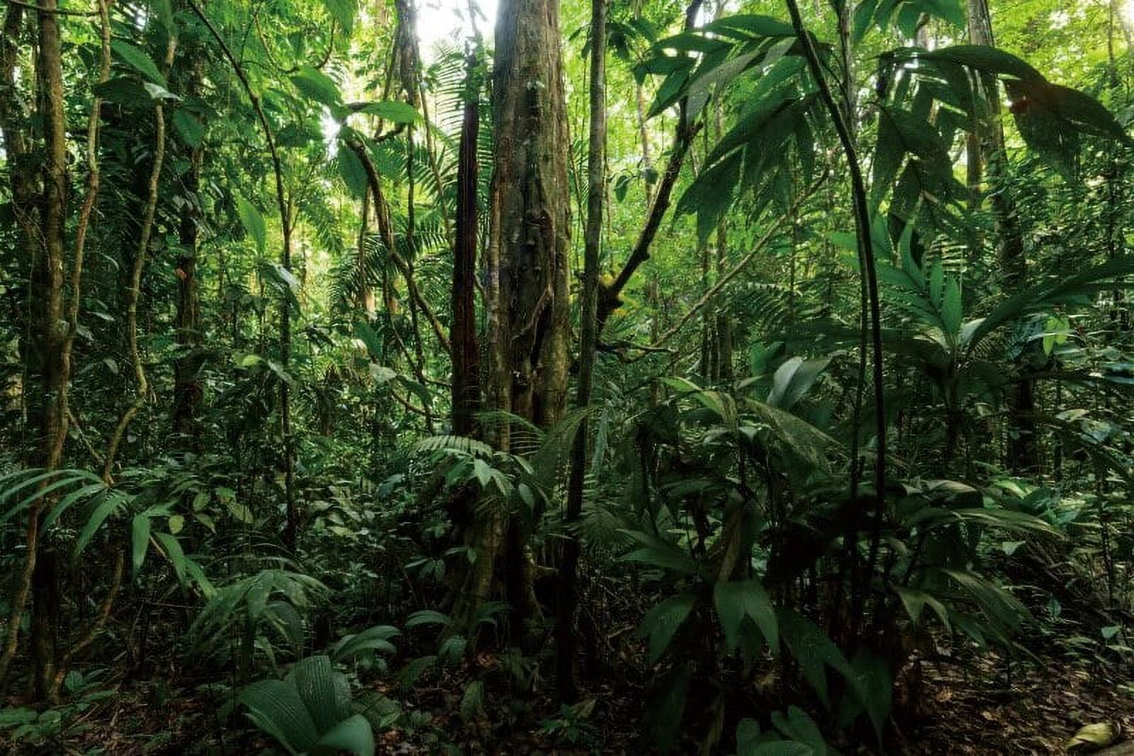 Laeacco Jungle Forest Photography Backdrop Outdoorsy Camping Theme ...