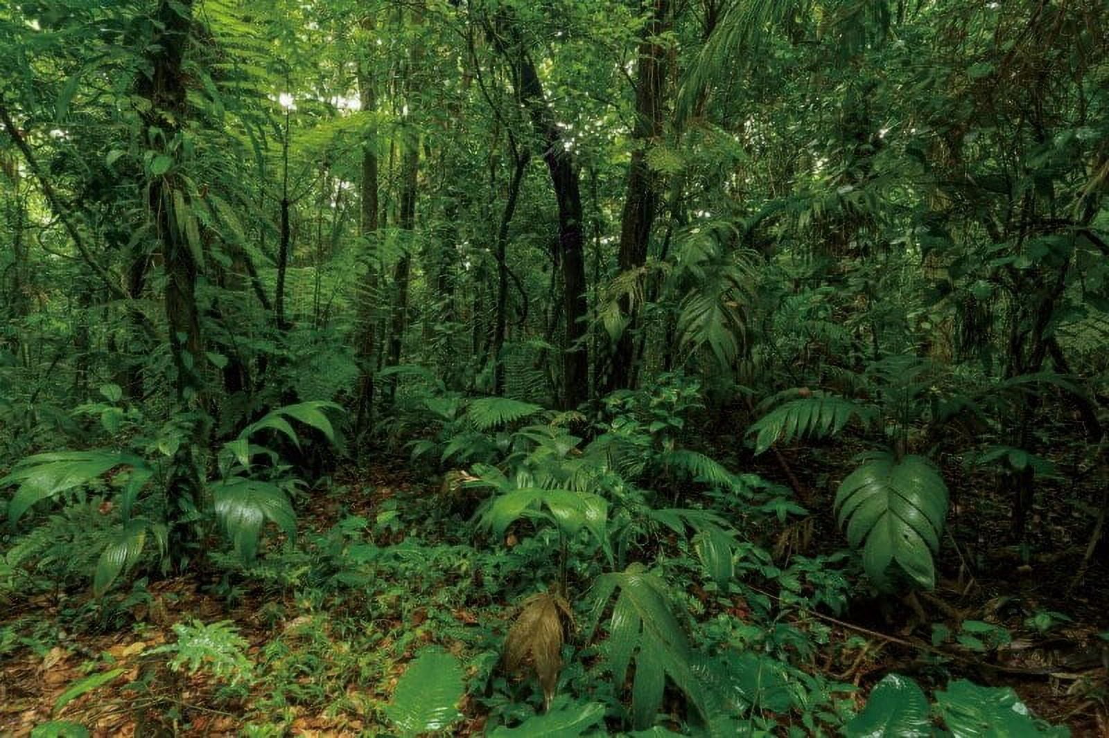 Laeacco Jungle Forest Photography Backdrop Outdoorsy Camping Theme ...