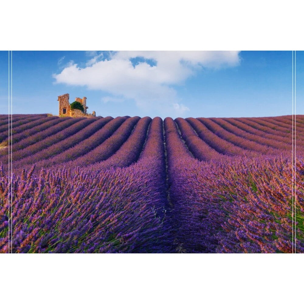 Laeacco Romantic Lavender Garden Dreamy Portrait Scenic Photographic ...