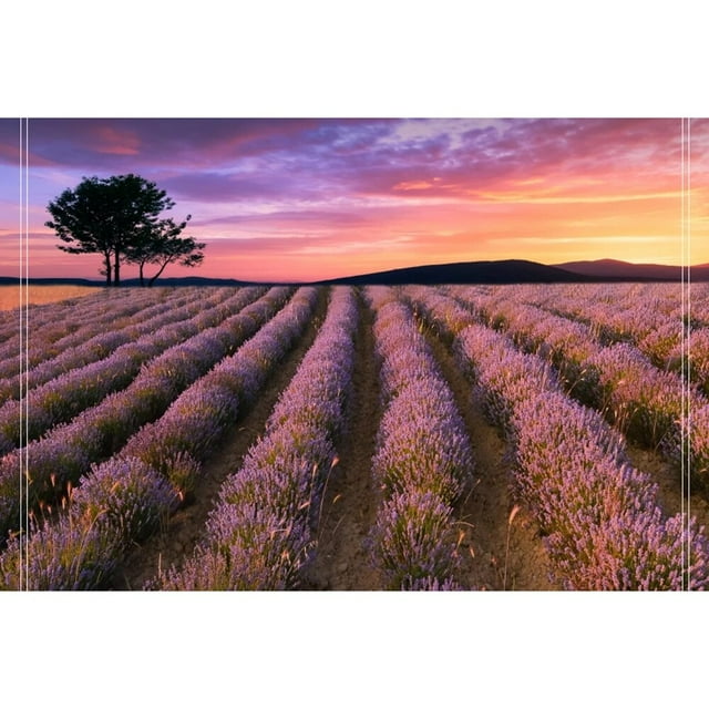 Laeacco Romantic Lavender Garden Dreamy Portrait Scenic Photographic ...