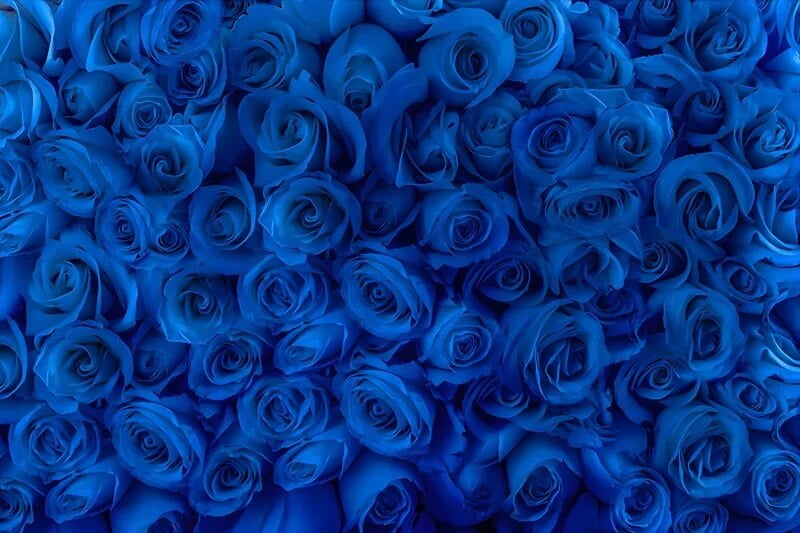 Laeacco Royal Blue Rose Flower Wall Photo Backdrop Bridal Shower Miss ...