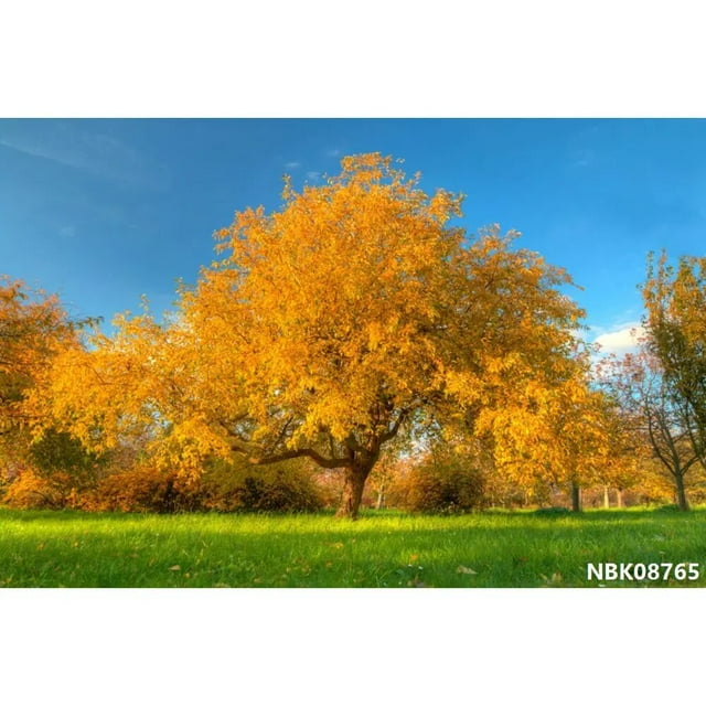 Laeacco Spring Natural Landscape Backgrounds For Photography Forest ...