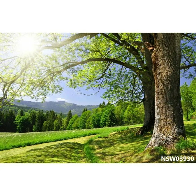 Laeacco Spring Natural Landscape Backgrounds For Photography Forest ...