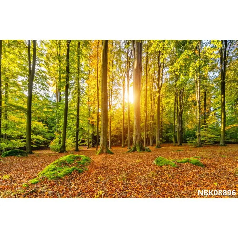 Laeacco Spring Natural Landscape Backgrounds For Photography Forest ...
