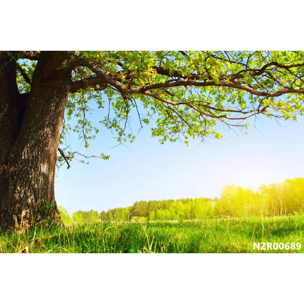 Laeacco Spring Natural Landscape Backgrounds For Photography Forest ...