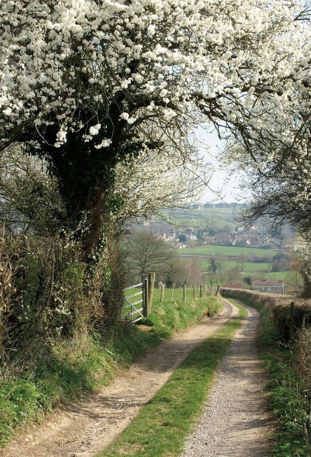 Laeacco Spring Scenery Photography Backgrounds Green Forest Blooming ...