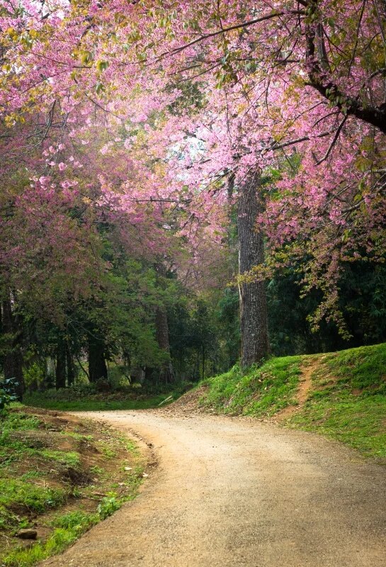 Laeacco Spring Scenery Photography Backgrounds Green Forest Blooming ...