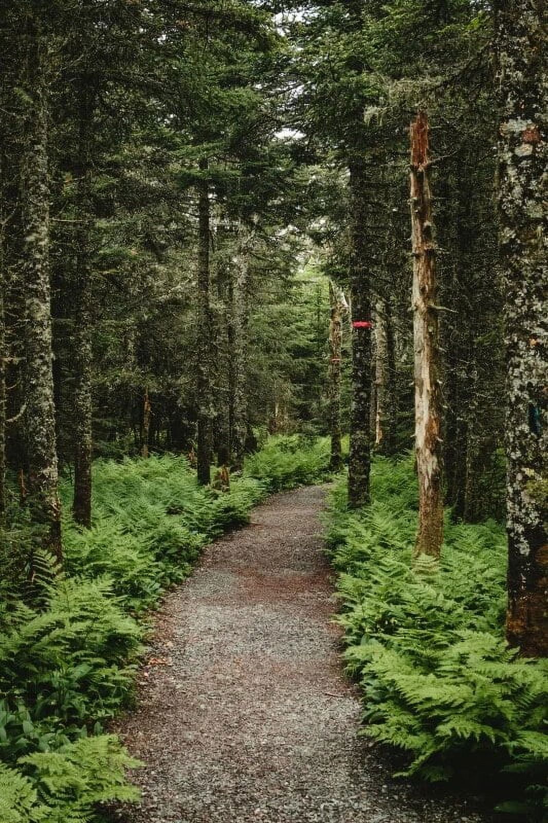 Laeacco Spring Scenery Photography Backgrounds Green Forest Blooming ...