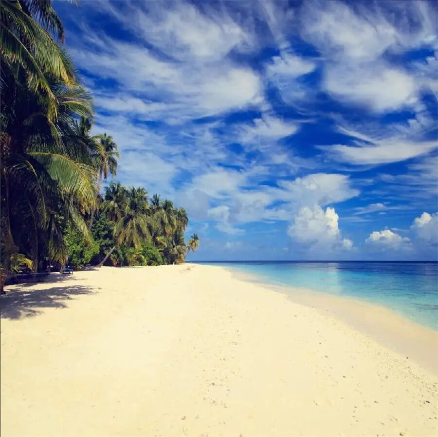 Laeacco StarShells Summer Beach Sunshine Sea Portrait Scene ...