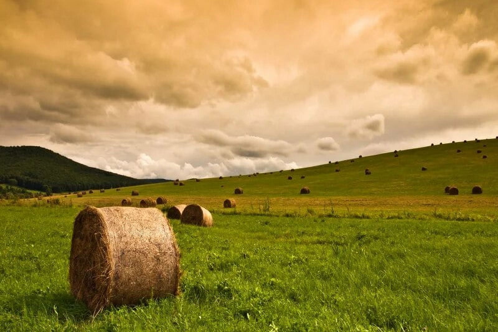 Laeacco Sunlight Rural Wheat Fields Hay Bale Harvest Portrait Scene ...