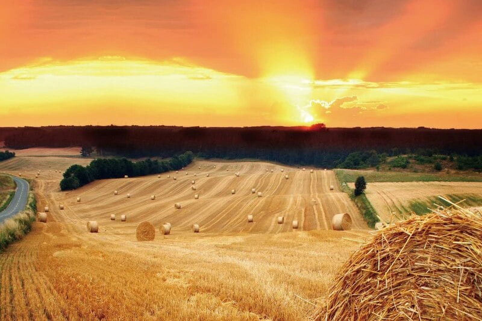 Laeacco Sunlight Rural Wheat Fields Hay Bale Harvest Portrait Scene ...