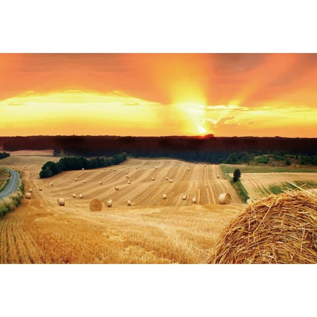 Laeacco Sunlight Rural Wheat Fields Hay Bale Harvest Portrait Scene ...