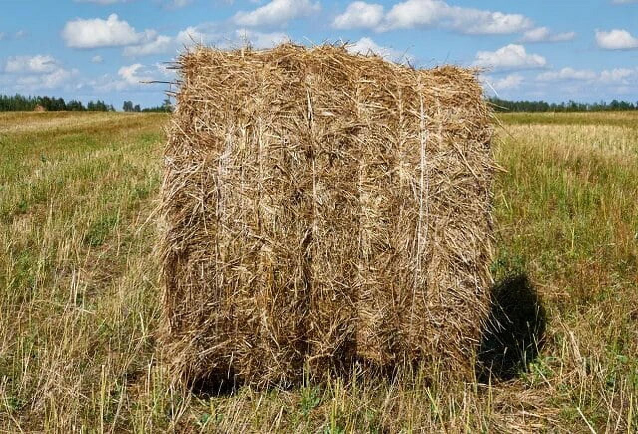 Laeacco Sunlight Rural Wheat Fields Hay Bale Harvest Portrait Scene ...
