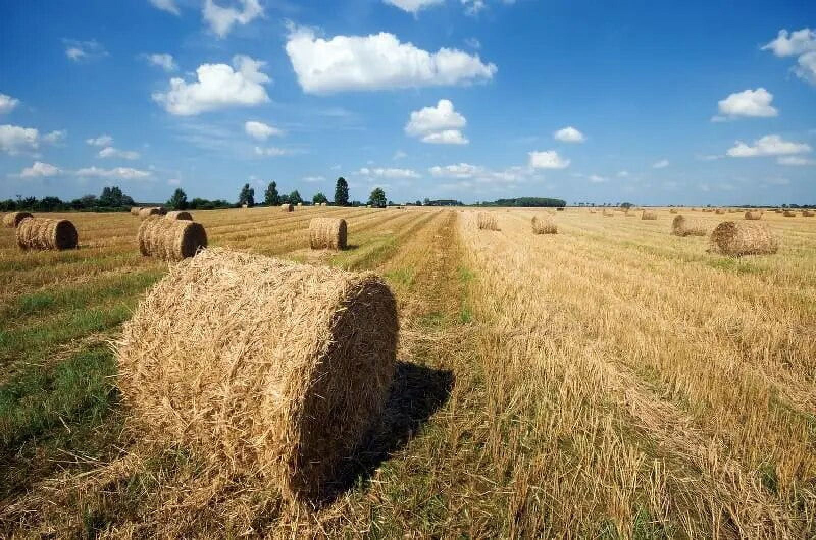 Laeacco Sunlight Rural Wheat Fields Hay Bale Harvest Portrait Scene ...