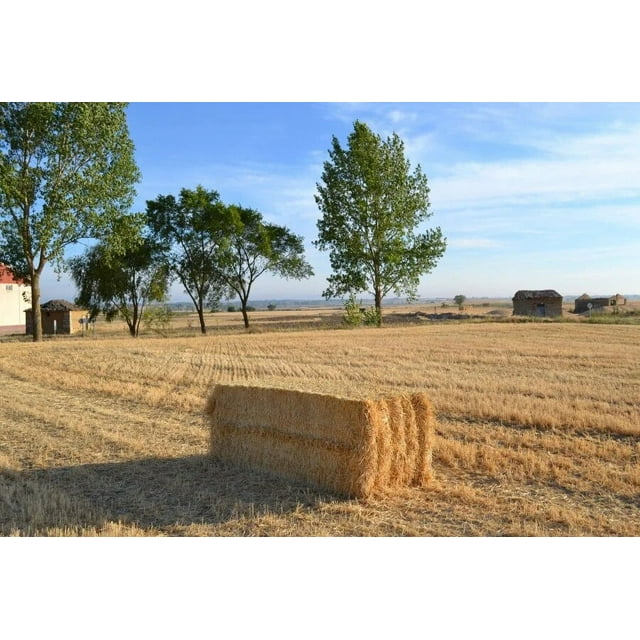 Laeacco Sunlight Rural Wheat Fields Hay Bale Harvest Portrait Scene ...