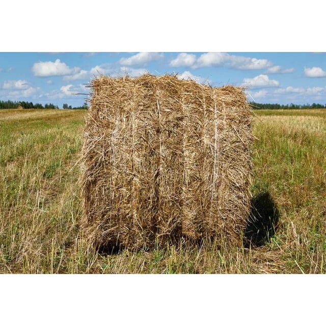 Laeacco Sunlight Rural Wheat Fields Hay Bale Harvest Portrait Scene ...