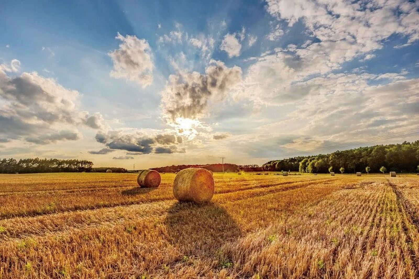 Laeacco Sunlight Rural Wheat Fields Hay Bale Harvest Portrait Scene ...