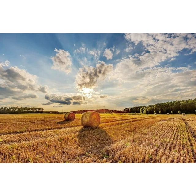 Laeacco Sunlight Rural Wheat Fields Hay Bale Harvest Portrait Scene ...