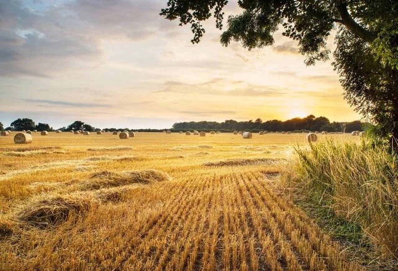 Laeacco Sunlight Rural Wheat Fields Hay Bale Harvest Portrait Scene ...