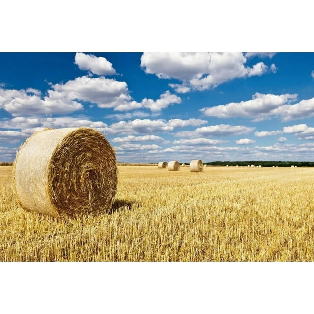 Laeacco Sunlight Rural Wheat Fields Hay Bale Harvest Portrait Scene ...