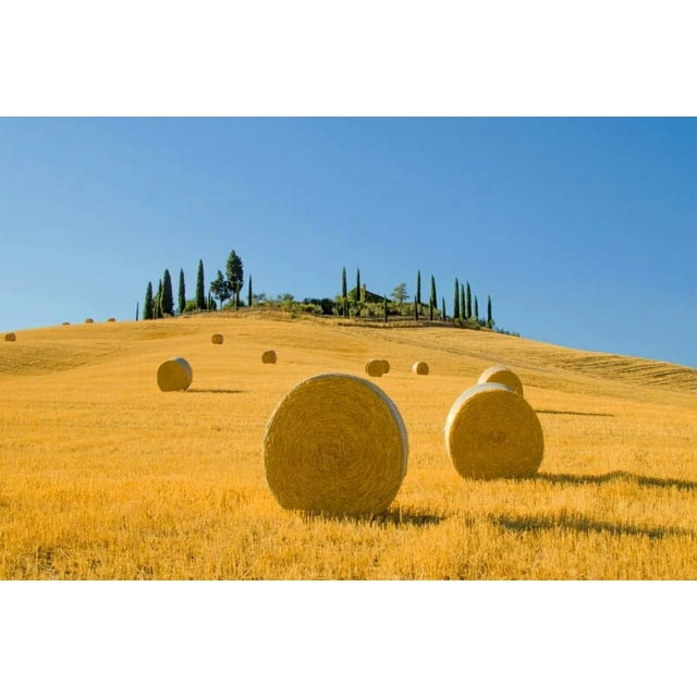 Laeacco Sunlight Rural Wheat Fields Hay Bale Harvest Portrait Scene ...