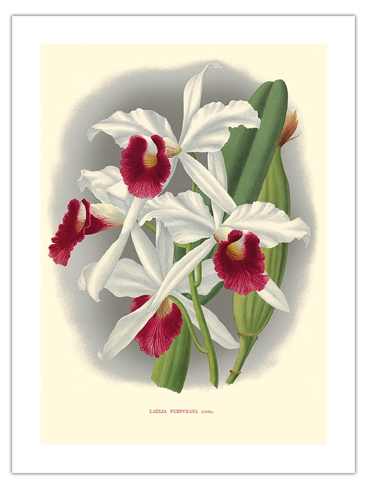 Laelia Orchid (Laelia Purpurata Lindi) - Vintage Botanical Illustration ...