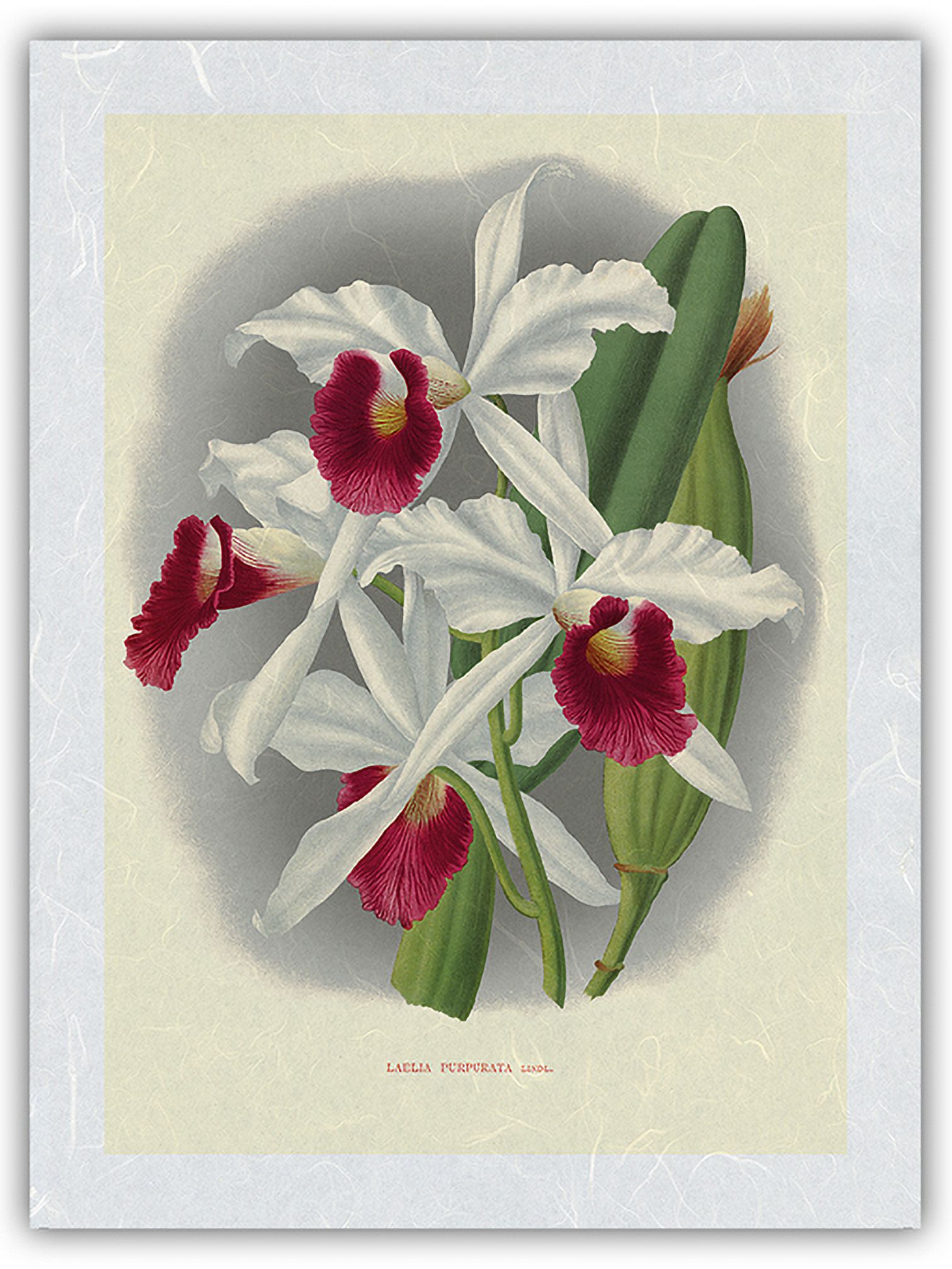 Laelia Orchid (Laelia Purpurata Lindi) - Vintage Botanical Illustration ...
