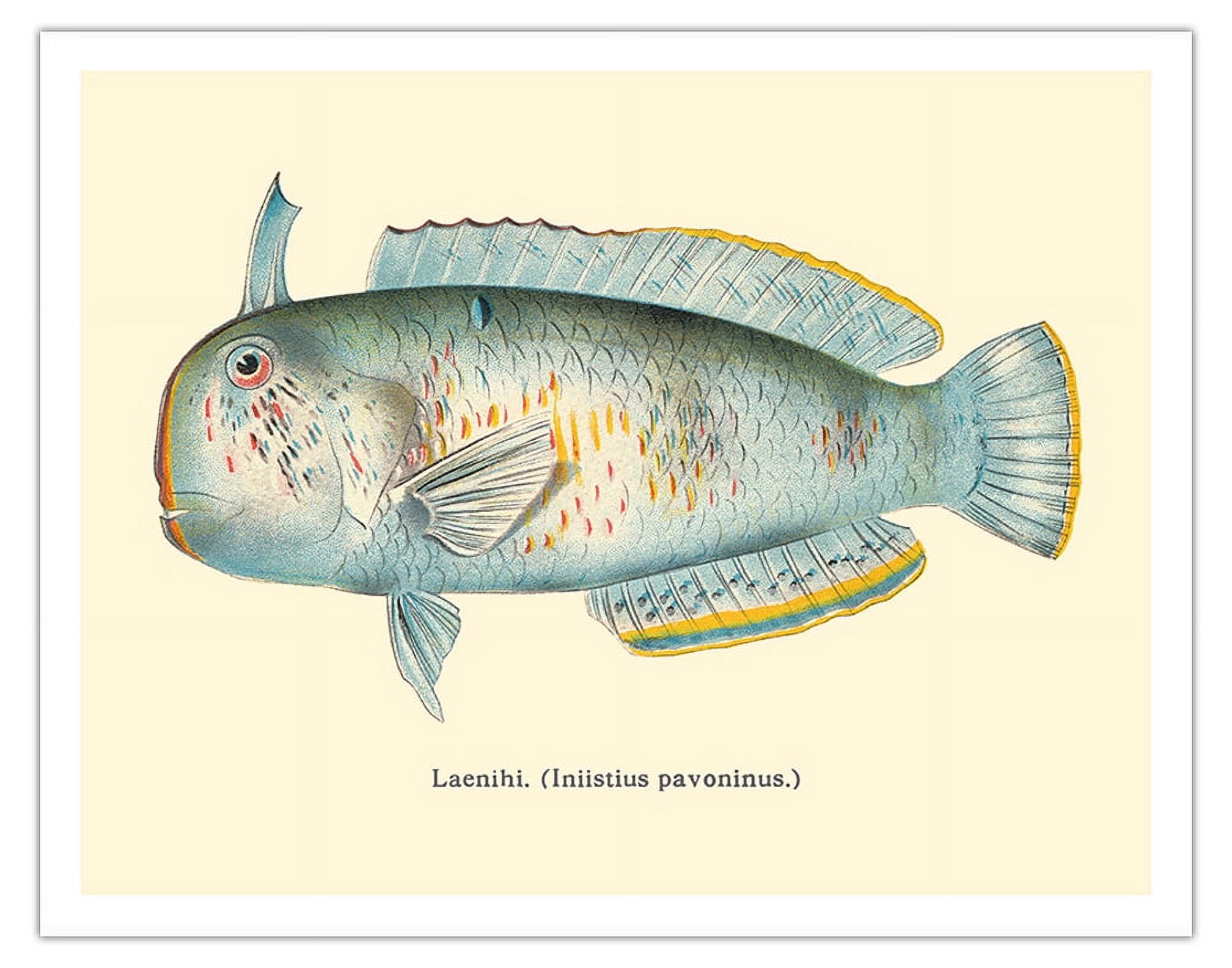 Laenihi (Iniistius Pavoninus) - From Fishes of Hawaii - Vintage ...