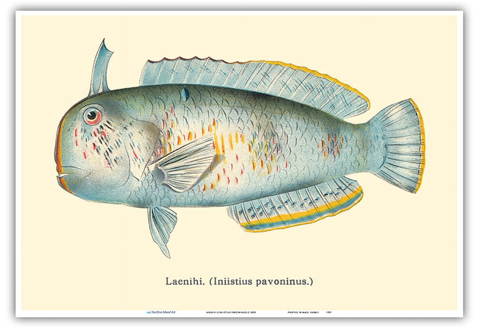 Laenihi (Iniistius Pavoninus) - From Fishes of Hawaii - Vintage ...