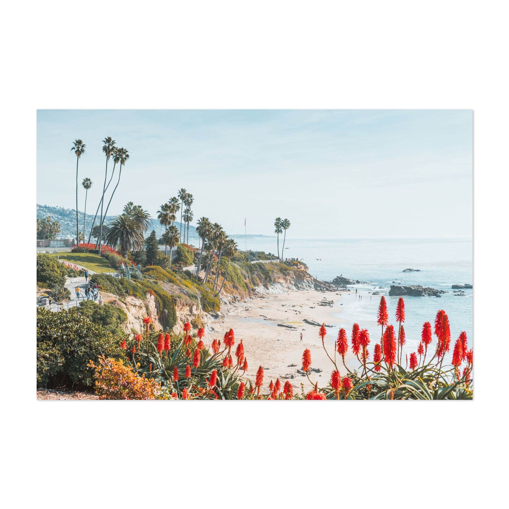 Laguna Beach Flowers - Laguna Beach California Photography Unframed ...