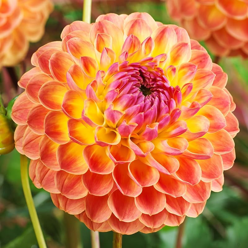 Lakeland Autumn Dahlia Flower Tubers - 3 Bulbs per Pack - Grow Live ...