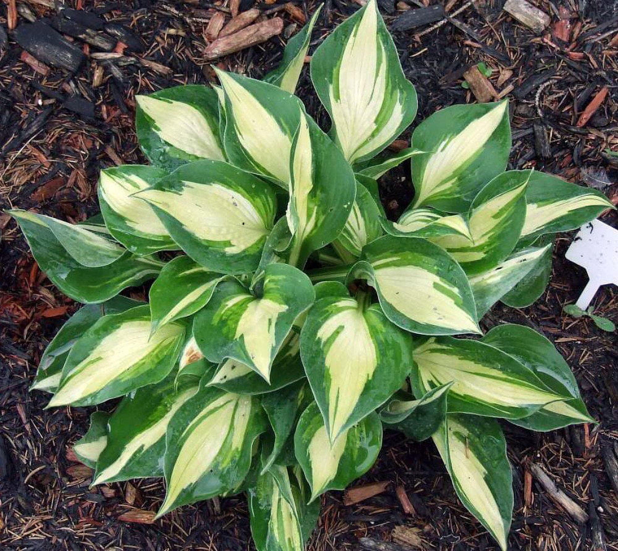 Lakeside Cupcake Hosta - Unique Small Hosta - Ivory Flowers - 4" Pot ...
