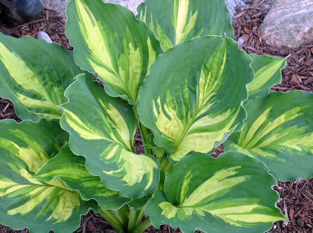 Lakeside Paisley Print Hosta - Gallon Pot - Walmart.com
