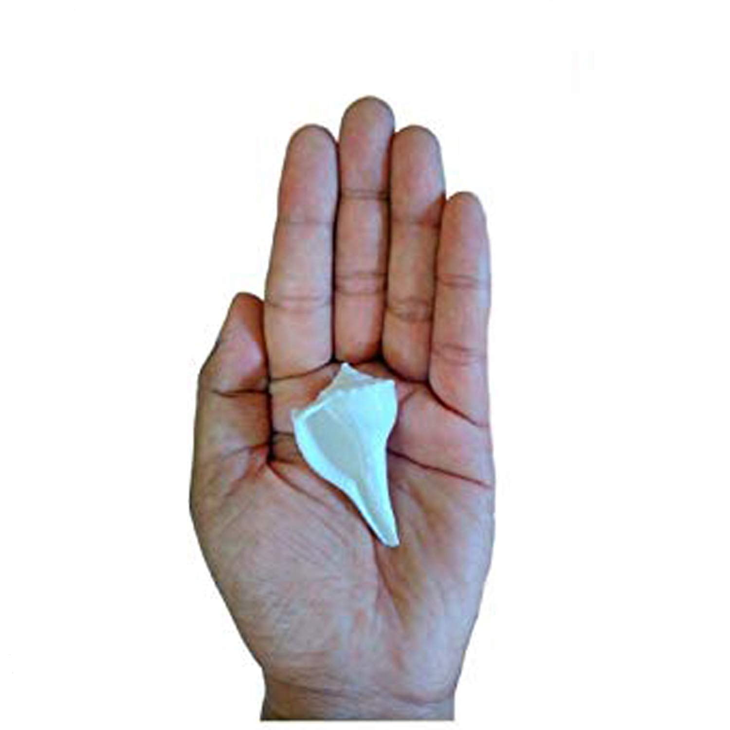 Lakshmi Valampuri Sangu Conch Shell Shankh - Small Size (1.5 Inch) By ...