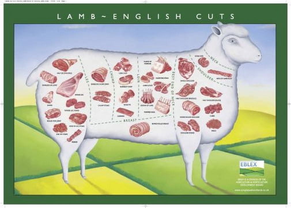 Lamb Cuts Illustration Chart Poster 24Inx36In Poster 24x36 Multi-Color ...