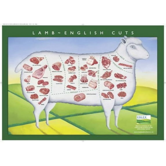 Lamb Cuts Illustration Chart Poster 24Inx36In Poster 24x36 Multi-Color ...
