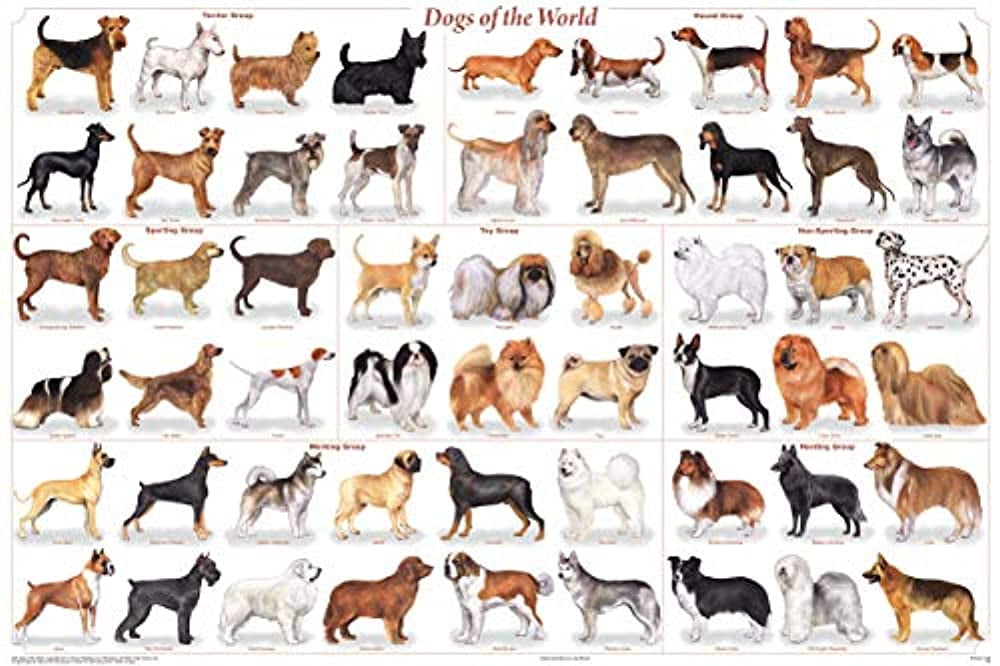 Laminated Dogs of the World 24.5 in x 0.01 in Posters, by Feenixx ...