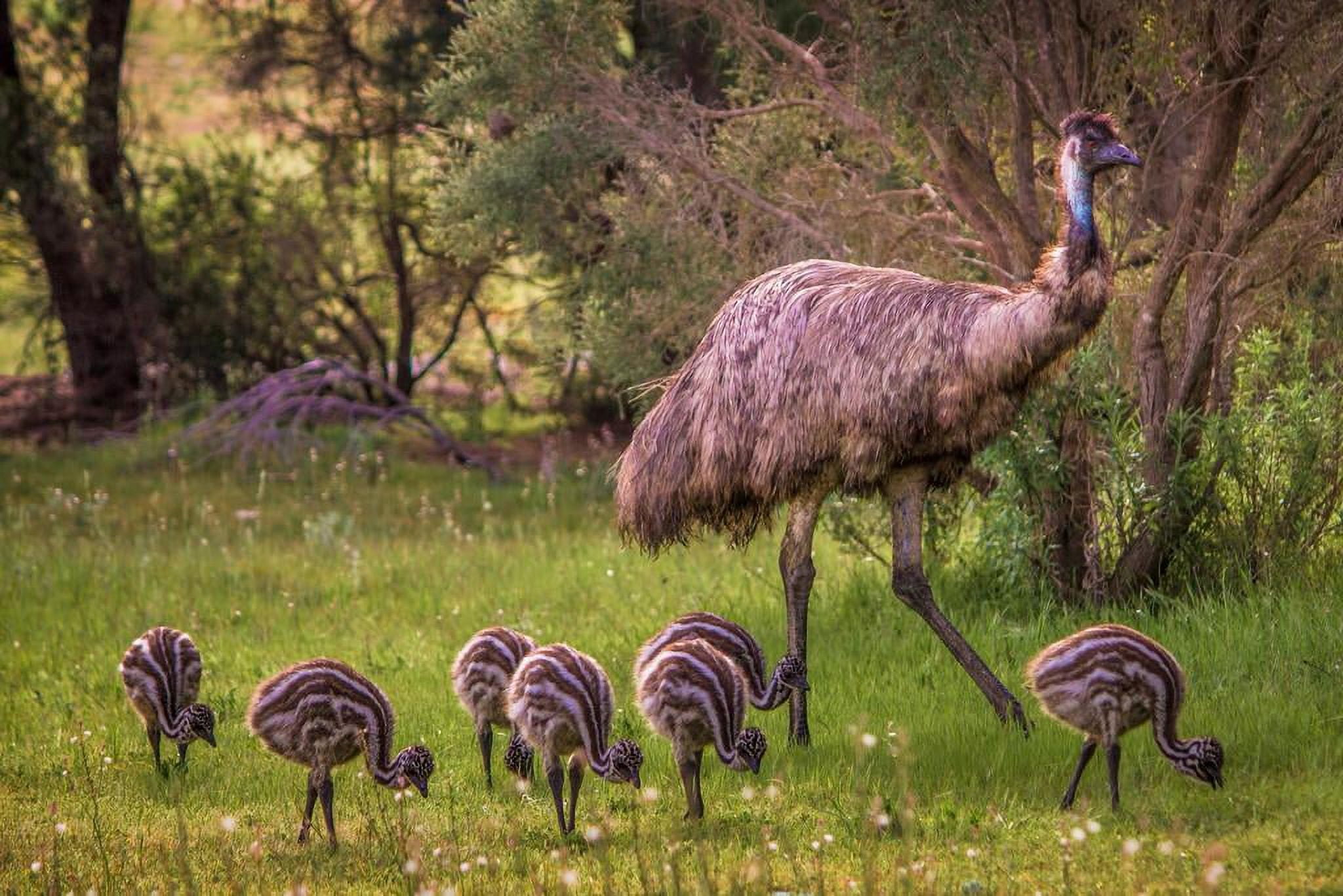 Laminated Emu and Seven Babies Australia Photo Photograph Cute Bird ...
